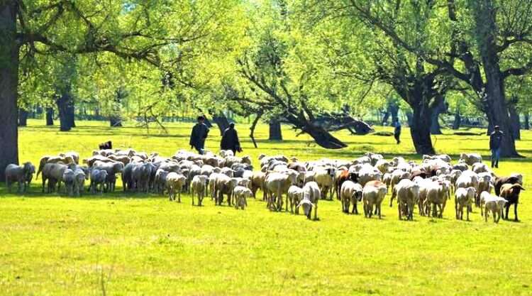 Mapping Transhumance in J&K - The Indian Tribal