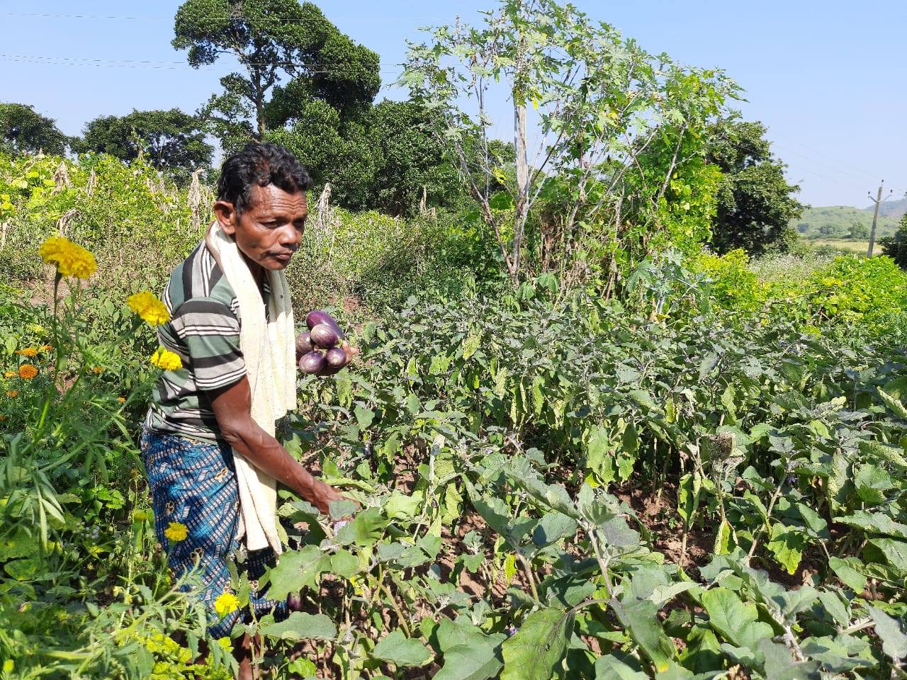 Natural Insecticides Boost Organic Farming Of Odisha Tribals - The ...