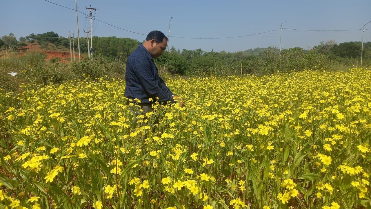 Tribals Take To Alsi Farming, Turn Koraput Into Hub - The Indian Tribal