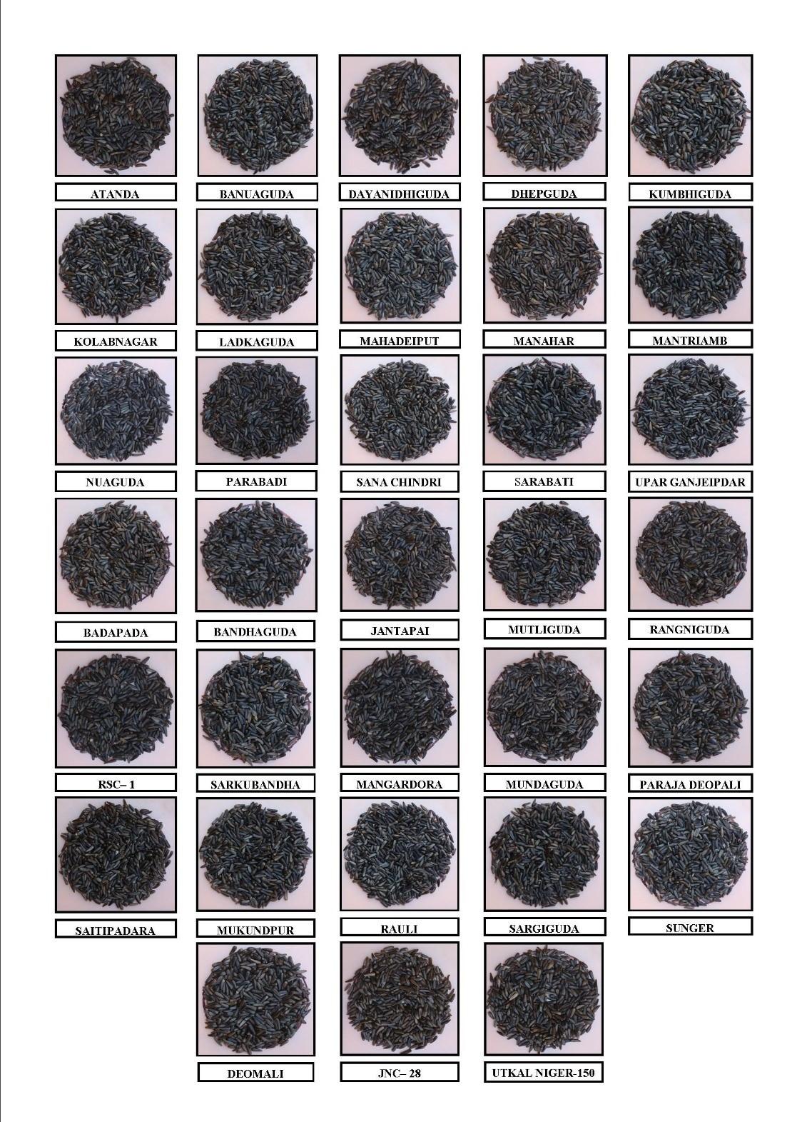 Tribals Take To Alsi Farming, Turn Koraput Into Hub - The Indian Tribal